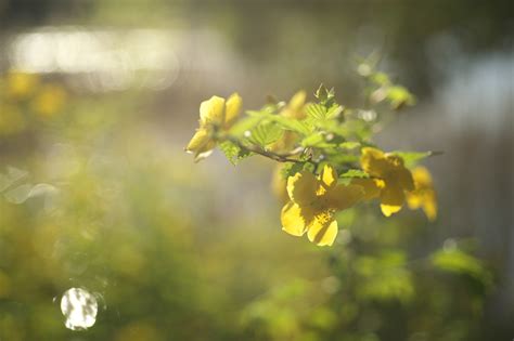 公園の山吹の花 By アールなか （id：7705851） 写真共有サイトphotohito