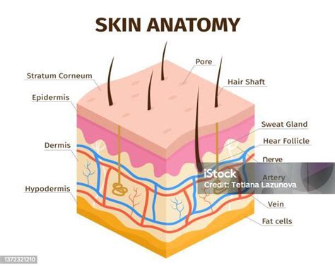 Anatomi Lapisan Kulit Manusia Dermis Epidermis Dan Jaringan Hipodermis