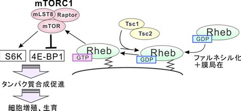 ファイル Shimada Rheb Fig Png 脳科学辞典