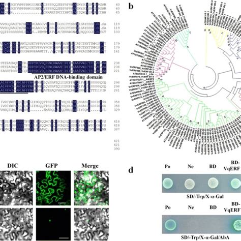 Sequence Alignment Analysis Phylogenetic Analysis And Molecular Download Scientific Diagram