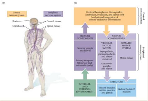 Kin 4100 Spinal Neurophysiology Flashcards Quizlet
