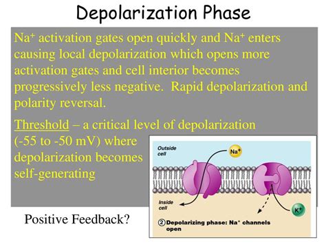 Membrane Transport Ppt Download