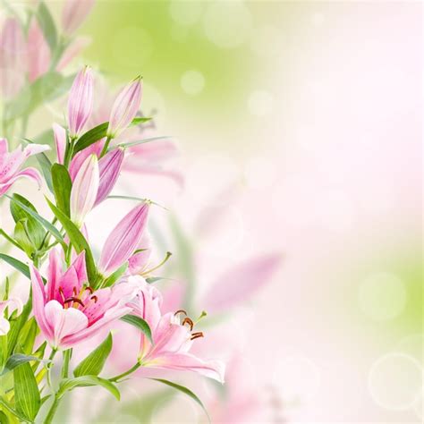 Premium Photo Pink Lilies Background