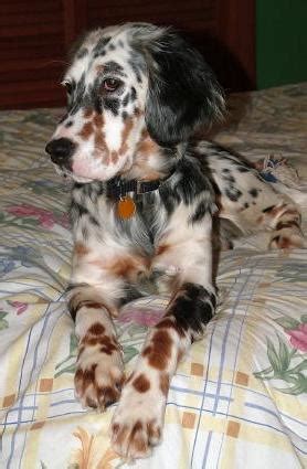 English Setter Colors
