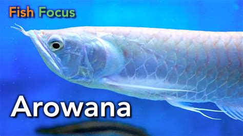 Fish Focus Arowana Youtube