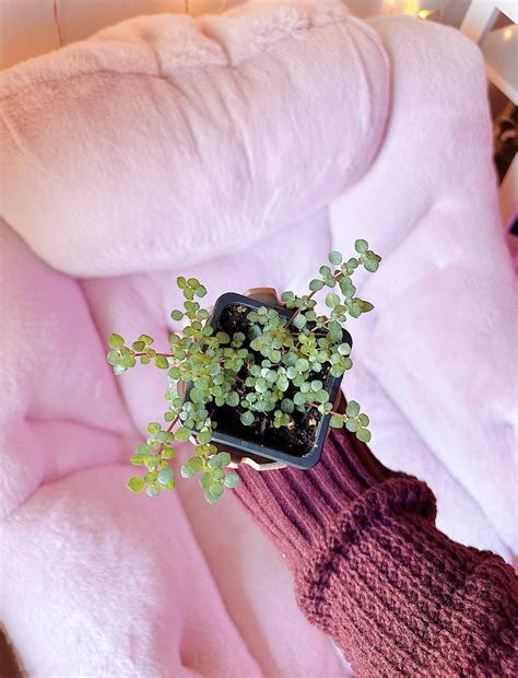 Big Hand Tiny Plant Images