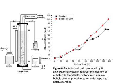 Halobacterium Salinarum презентация онлайн