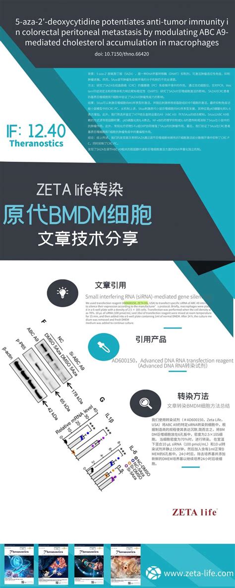 转染原代bmdm细胞技术分享 知乎