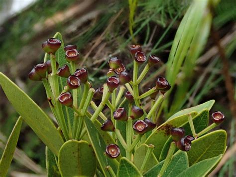 Syzygium Myrtaceae
