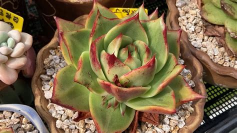 멋진 스텔라가 자구를 또 달았어요 ㅎ 합식했던 연봉은 색감이 이쁘게 물들고 에스메랄다는 초록한 얼큰이로 변했구요 애심은 귀요미로 자라네요~~~~~~~💕 Youtube