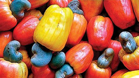 Cashew Apple Growing Zones At Piper Paltridge Blog
