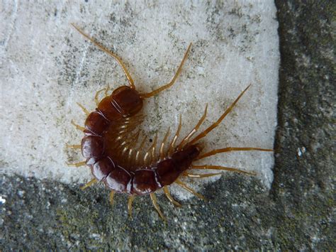 Fotos E Passeios Escolopendra Cl Quilópodes Fl Artrópodes