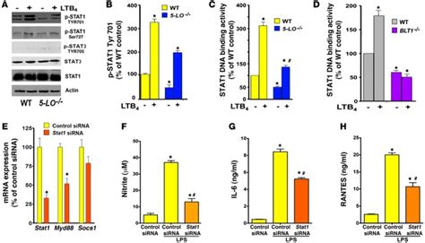 Jci Leukotriene B4 Amplifies Nf κb Activation In Mouse Macrophages By