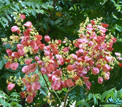 Spectacular Chinese Flame Tree Koelreuteria Bipinnata 10 Seeds