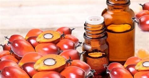 Health Benefits Of Palm Kernel Oil Tribune Online