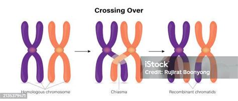 Crossing Over Of Chromosome Genetic Recombination Stock Illustration Download Image Now Istock