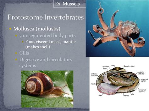 Ppt Animal Phyla Powerpoint Presentation Free Download Id1926024