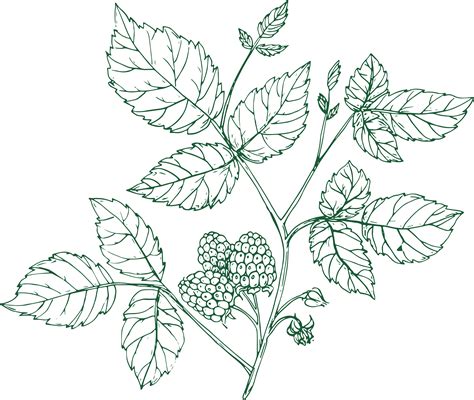 Raspberry Leaf Benefits Folklore Botany And More Traditional Medicinals