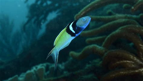 Some Fish Can Change Their Sex In Adulthood Here S Why Sciencing