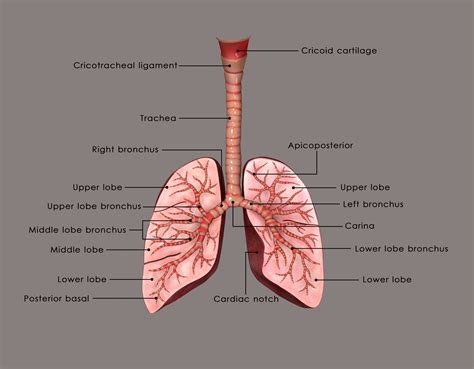 Tracheostomy Anatomy