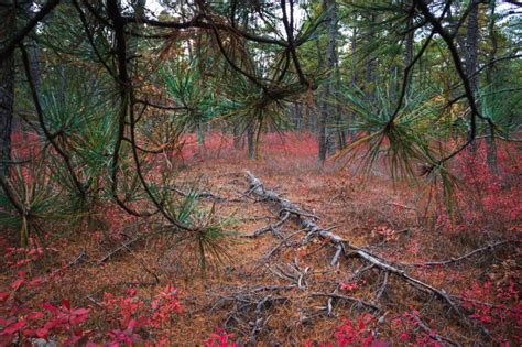 Policy Notes January 2026 Pinelands Alliance Protecting The New
