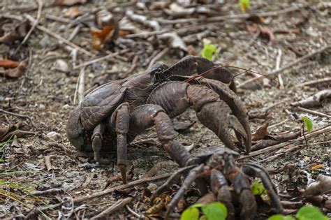 Coconut Crab The Coconut Crab Birgus Latro Is A Species Of