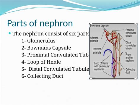 Nephron Parts Of Nephron Normal Histology Of Nephron Pptx