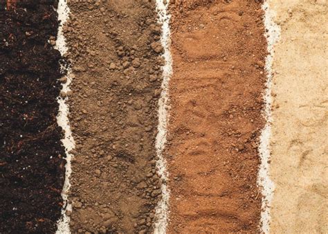 Lilly Pilly Basics The Jungle Collective