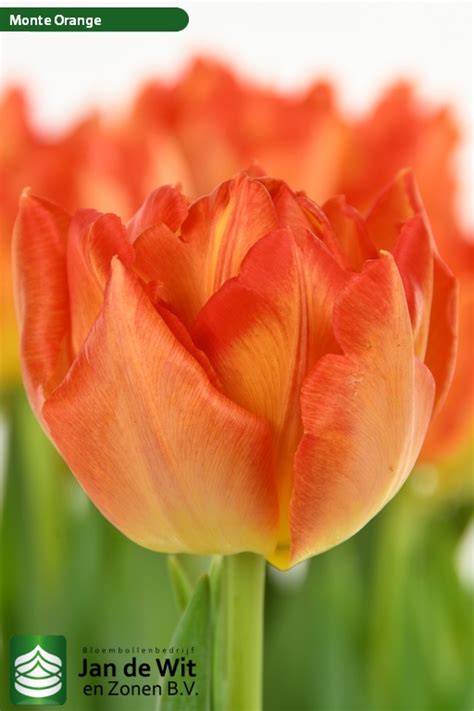 Monte Orange ® | Tulp | Jan de Wit en Zonen B.V.
