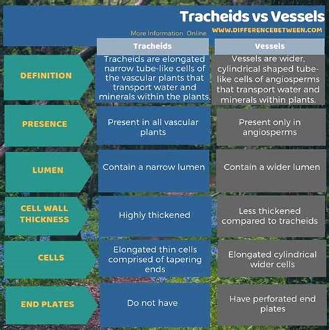 Diferencia Entre Traqueidas Y Vasos Prodiffs