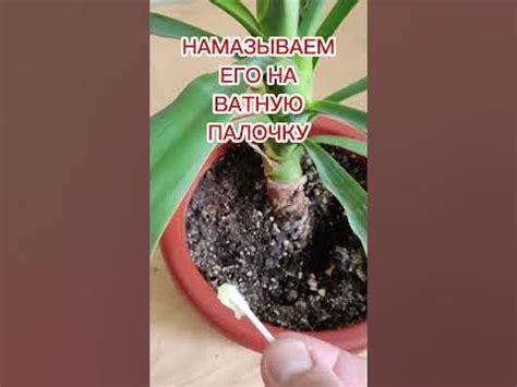 ЗАВЕЛИСЬ МОШКИ В ЦВЕТАХ? ПОКАЗЫВАЮ КАК ИХ БЫСТРО ПРОГНАТЬ БЕЗОПАСНЫМ ...