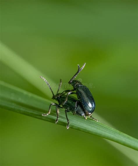 Mating Leaf Beetles Stock Image Image Of Animal Green 278556203