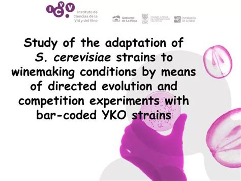 PPT Evolution Of S Cerevisiae In Winemaking Genetic Analysis With Bar Coded YKO Strains