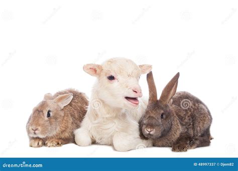 Lamb And Rabbits Stock Image Image Of Mammal White 48997337