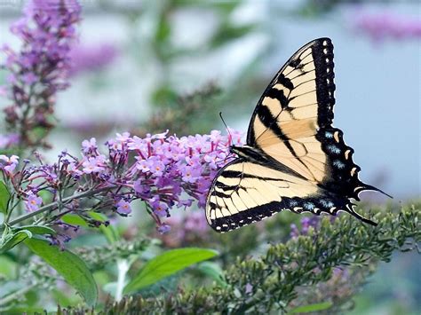 Butterfly The Most Beautiful Insect The Wondrous Pics