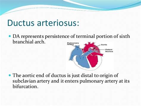 Cardiac Adaptation