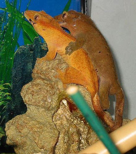Crested Gecko Correlo Apes Carebase