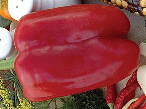 Перец Агаповский - характеристика и описание сорта, фото, урожайность ...