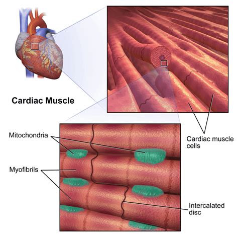 Depolarization Physiology Process Summary Facts And Information