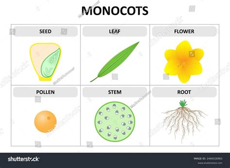 Monocot Flower Cross Section