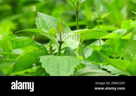 Green Chromolaena Odorata Minjangan Siam Weed Christmas Bush Devil