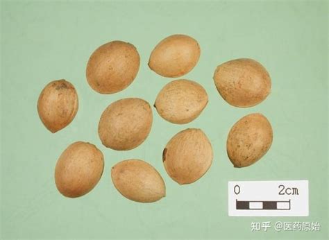 带你识别白果 知乎