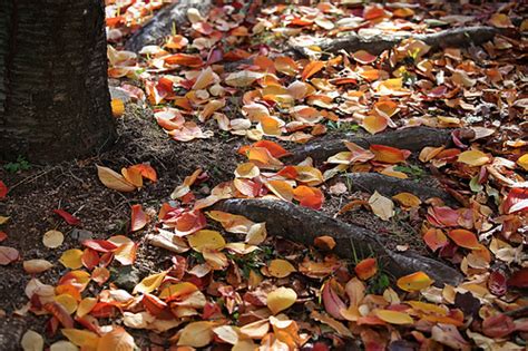 유토이미지 가을 낙엽