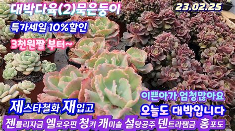 대박다육210할인마지막기회제스타철화재입고젠틀리자금엘로우핀청키파이어플라워포르테스타마린캐미솔레드크라운