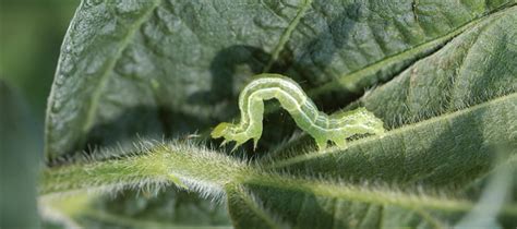 Soybean Pests Archives