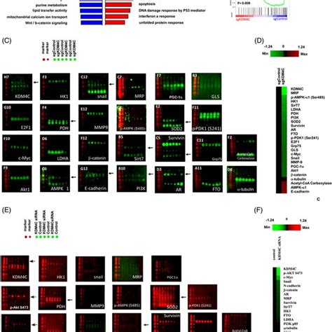 Gene Set Enrichment Analysis Gsea Analysis And Micro‐western Array