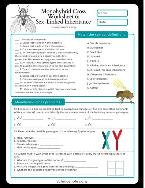 Genetics Worksheets And Printables