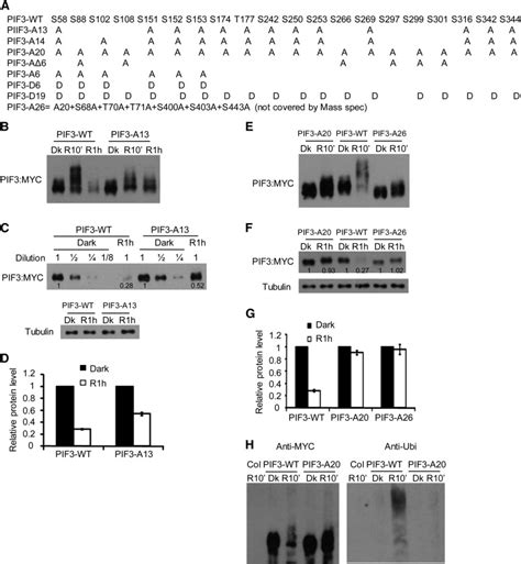Multisite Light Induced Phosphorylation Of The Transcription Factor