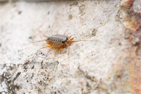 Premium Photo Close Up Of Ligia Exotica