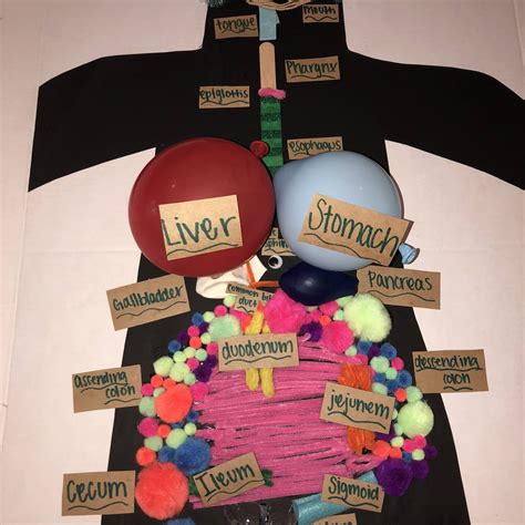 Introducing The Digestive System In Western Stem Academy Facebook